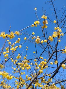 🇺🇸 Only Yesterday - Music Lovers